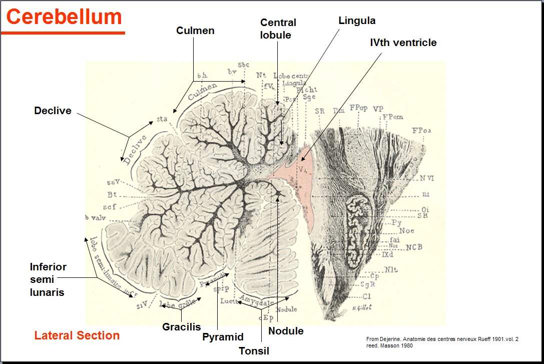Cerebellar Vermis In Mass